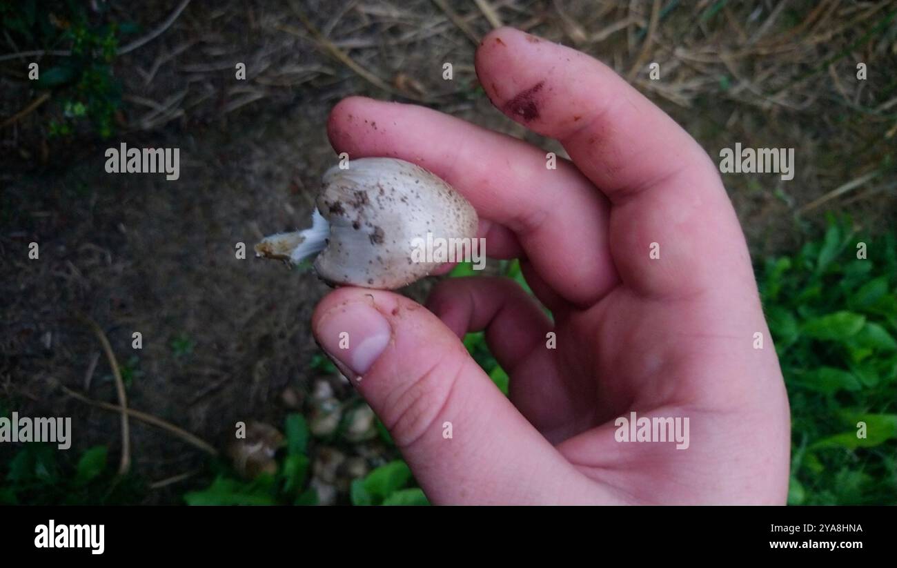 Common Ink Cap (Coprinopsis atramentaria) Fungi Stock Photo - Alamy