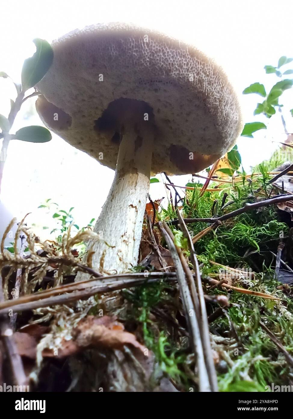 Ghost Bolete (Leccinum holopus) Fungi Stock Photo - Alamy