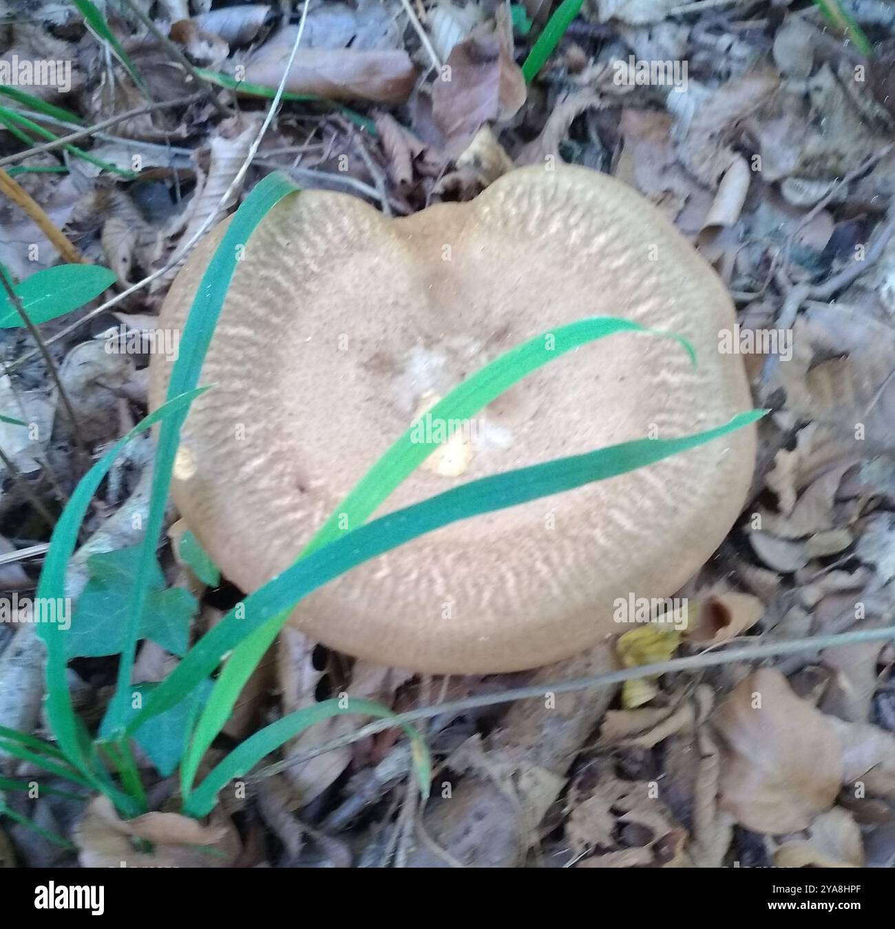 Brown Roll-Rim (Paxillus involutus) Fungi Stock Photo - Alamy