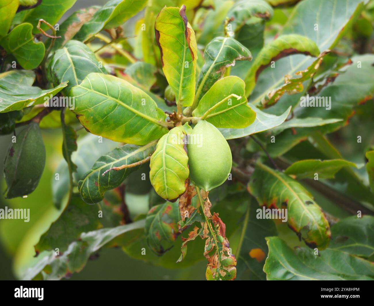 Sea Almond (Terminalia catappa) Plantae Stock Photo - Alamy