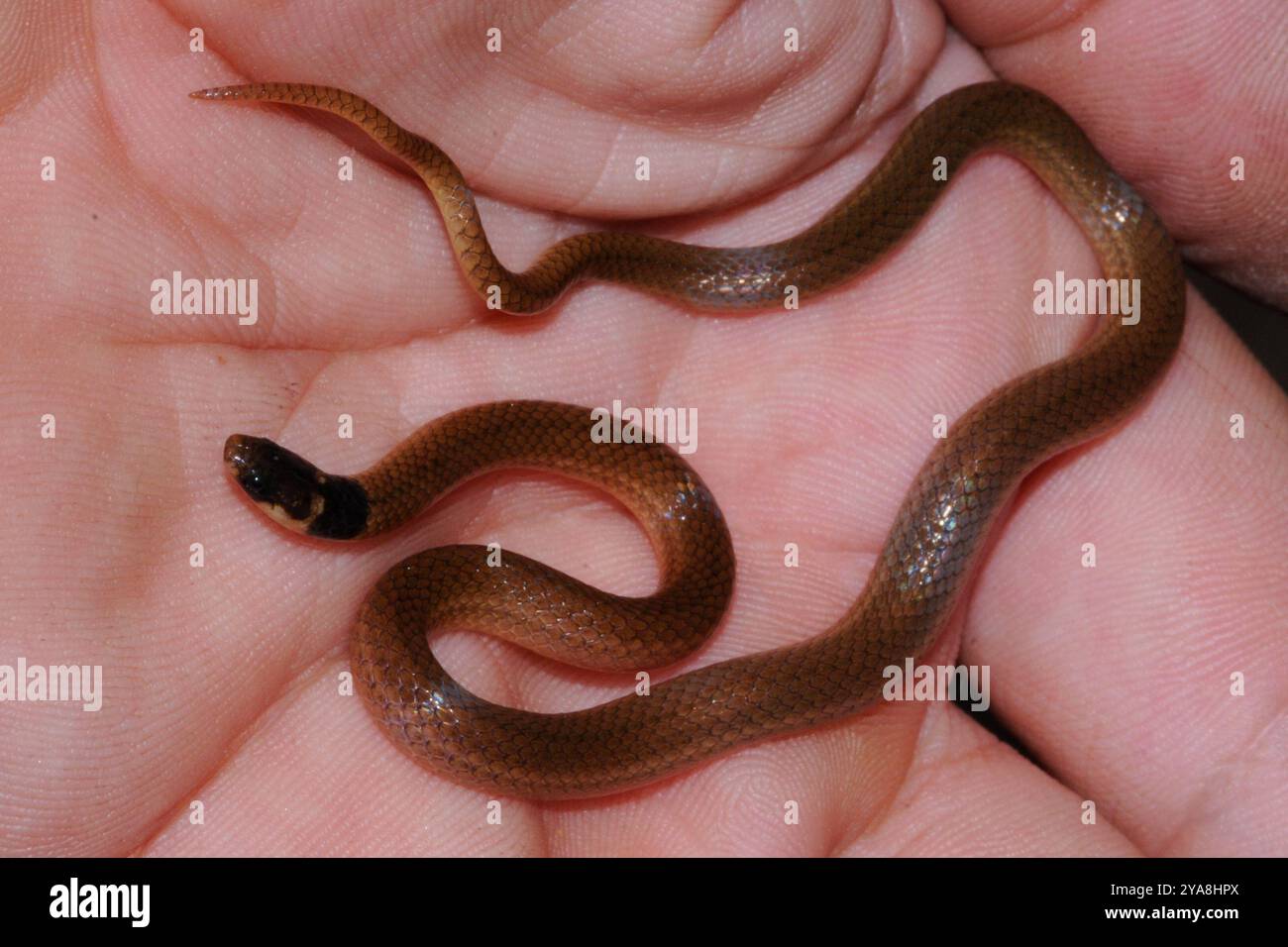 Cape Centipede-Eater (Aparallactus capensis) Reptilia Stock Photo - Alamy