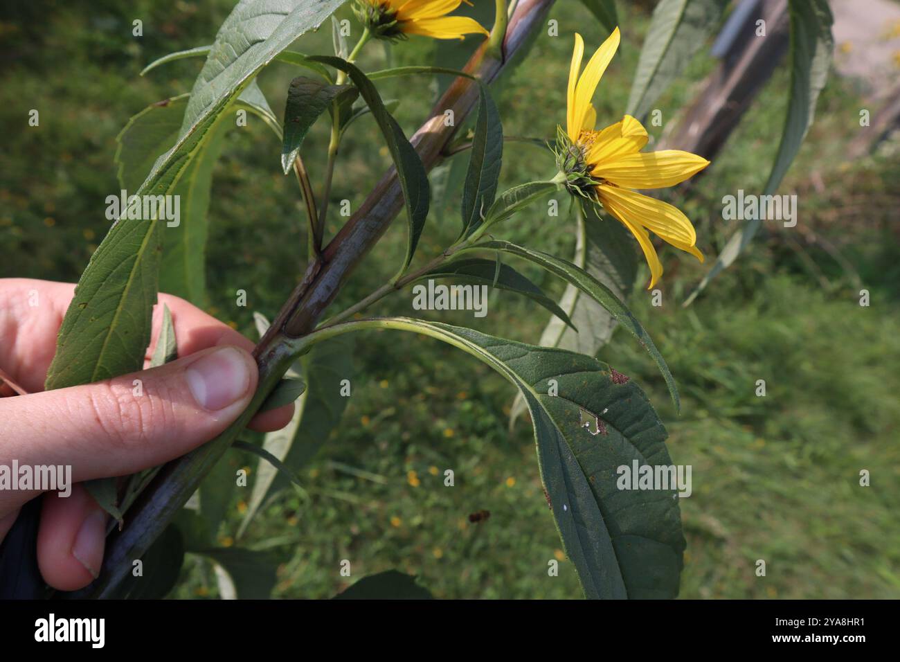 sawtooth sunflower (Helianthus grosseserratus) Plantae Stock Photo - Alamy