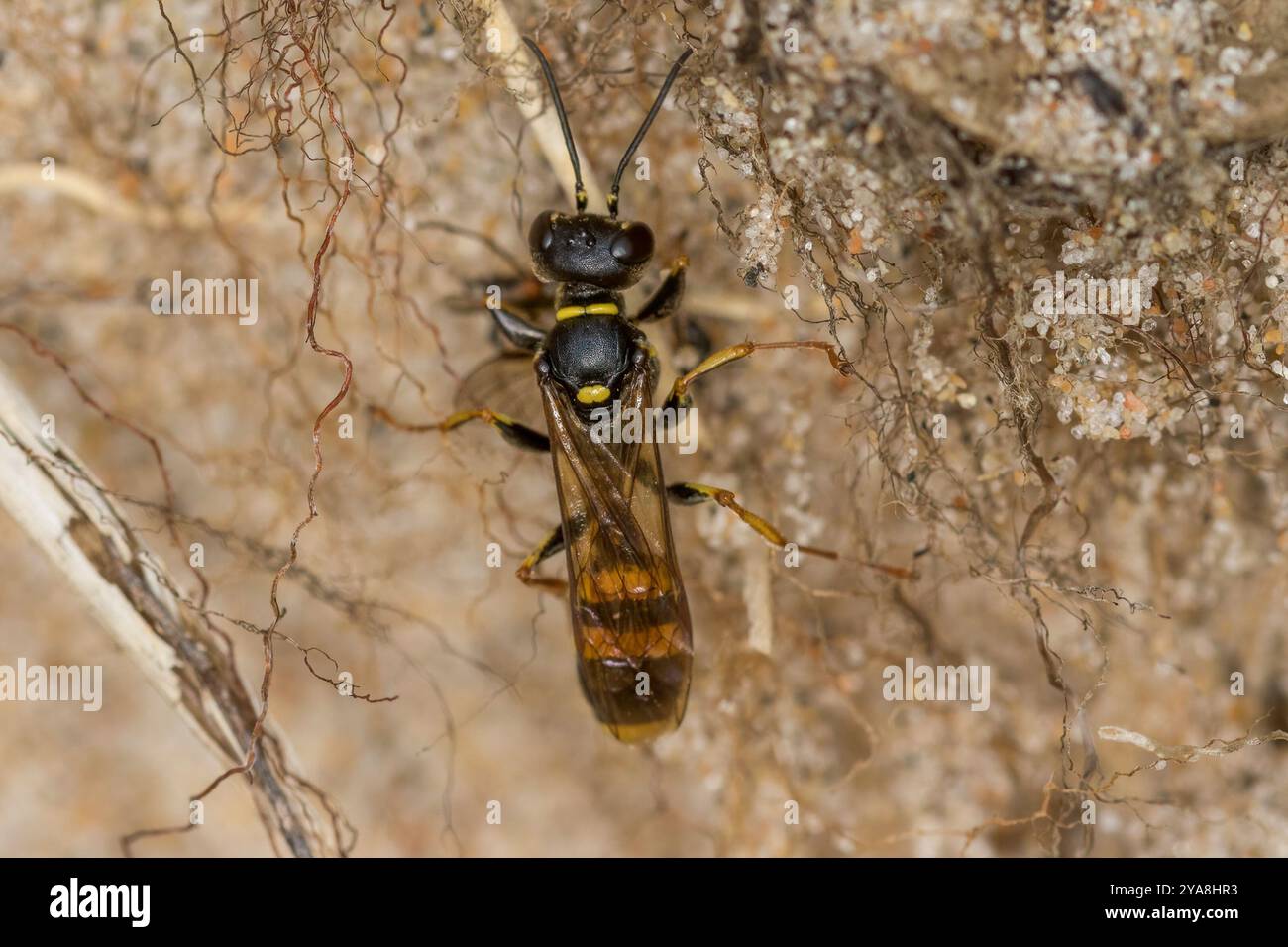 Field digger wasp (Mellinus arvensis) Insecta Stock Photo - Alamy