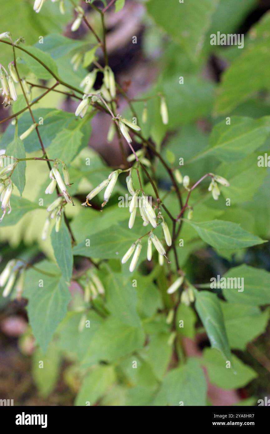 tall rattlesnake root (Nabalus altissimus) Plantae Stock Photo - Alamy