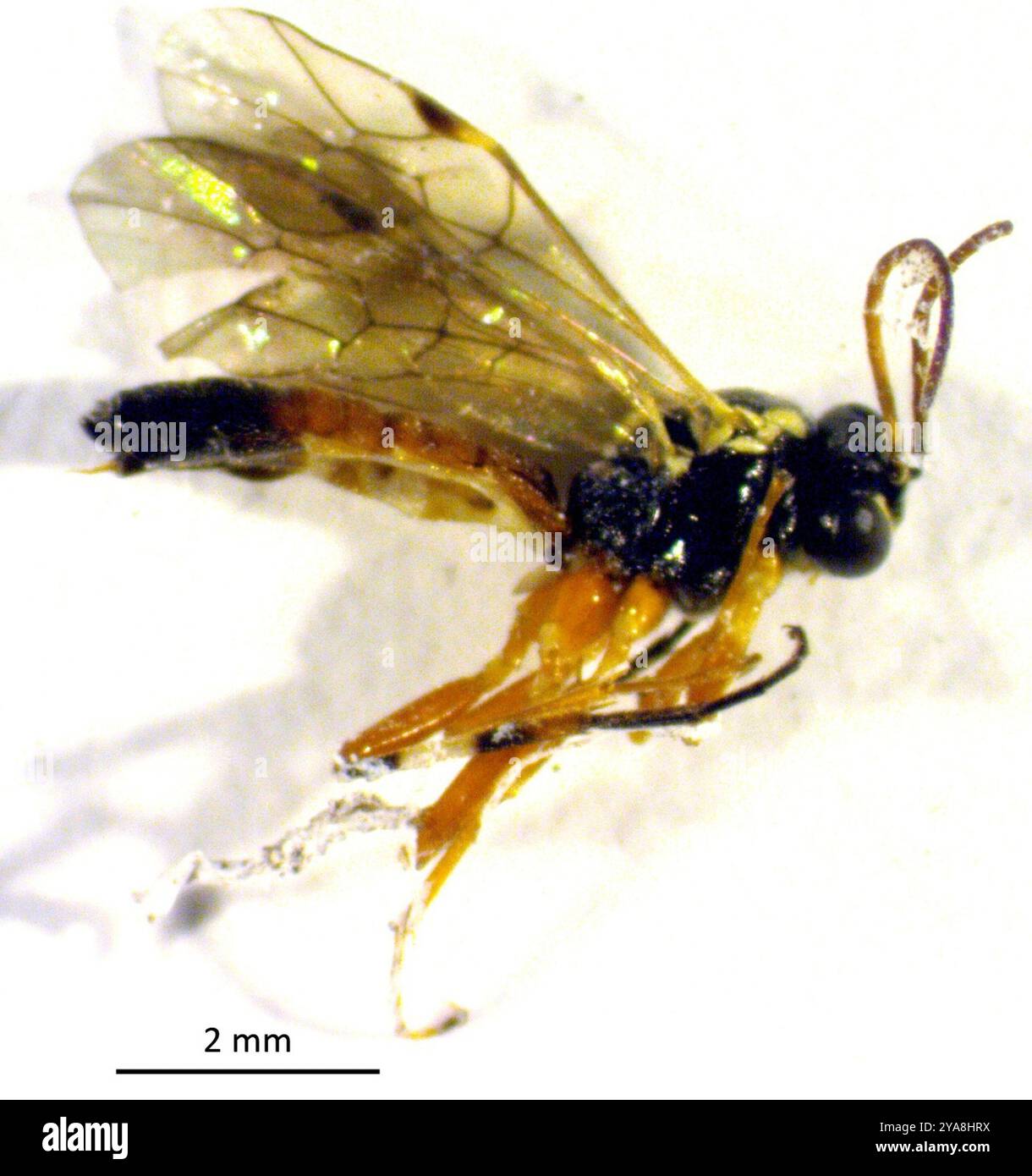 Common Hover Fly Parasitoid Wasp (Diplazon laetatorius) Insecta Stock ...