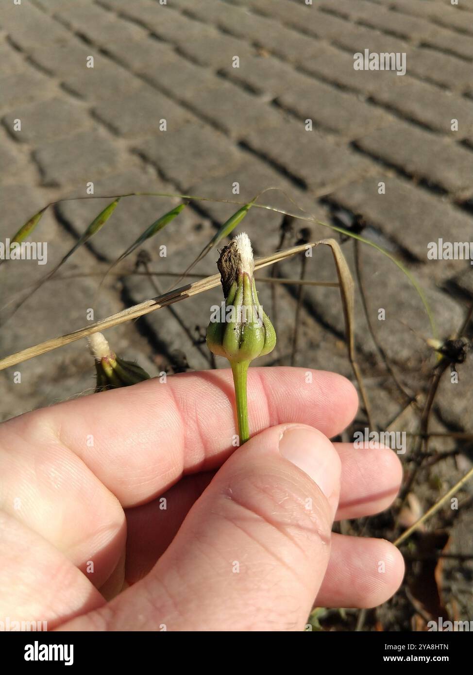 False Hawkbit (Urospermum picroides) Plantae Stock Photo - Alamy