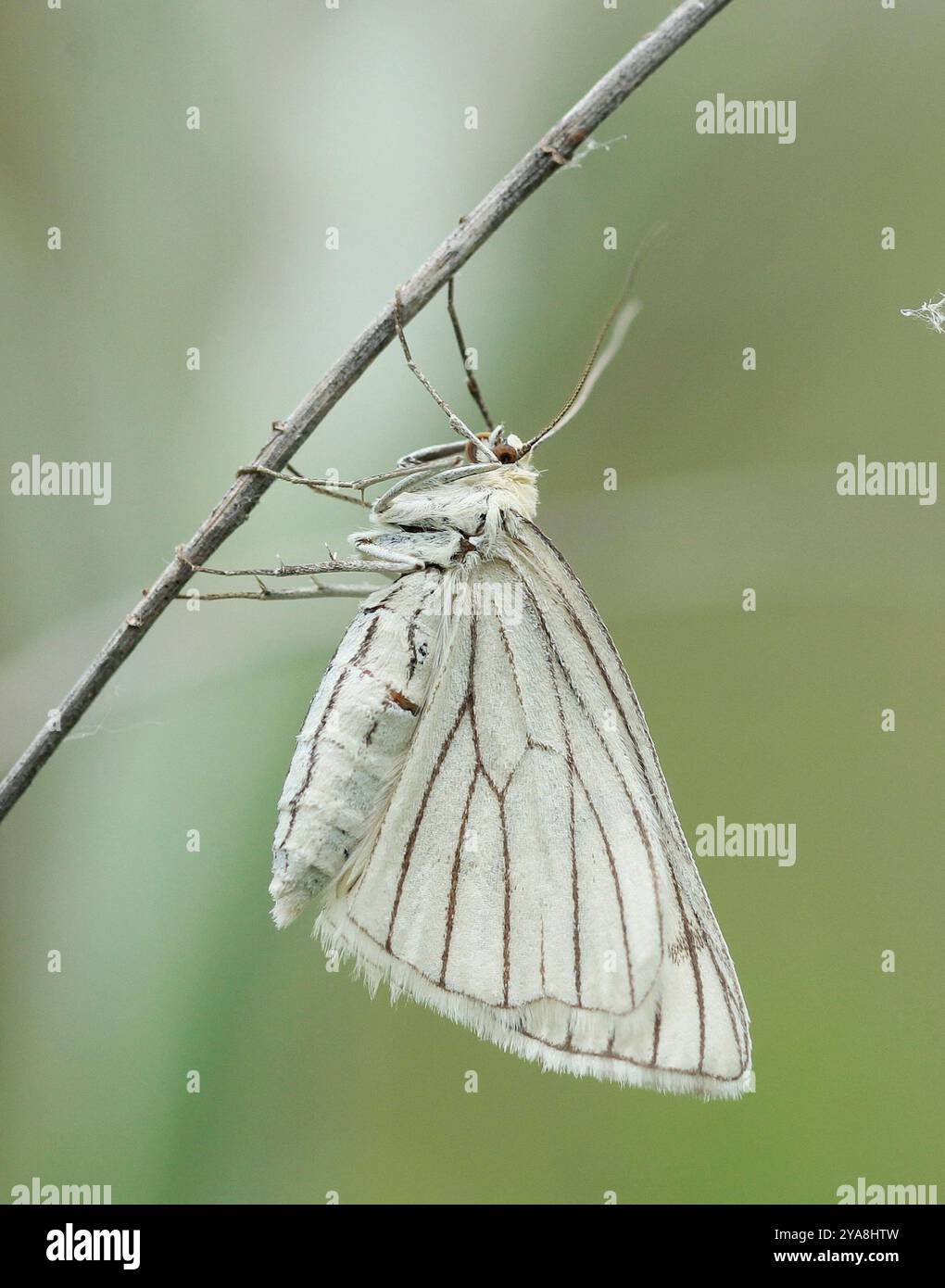 Black-veined Moth (Siona lineata) Insecta Stock Photo - Alamy
