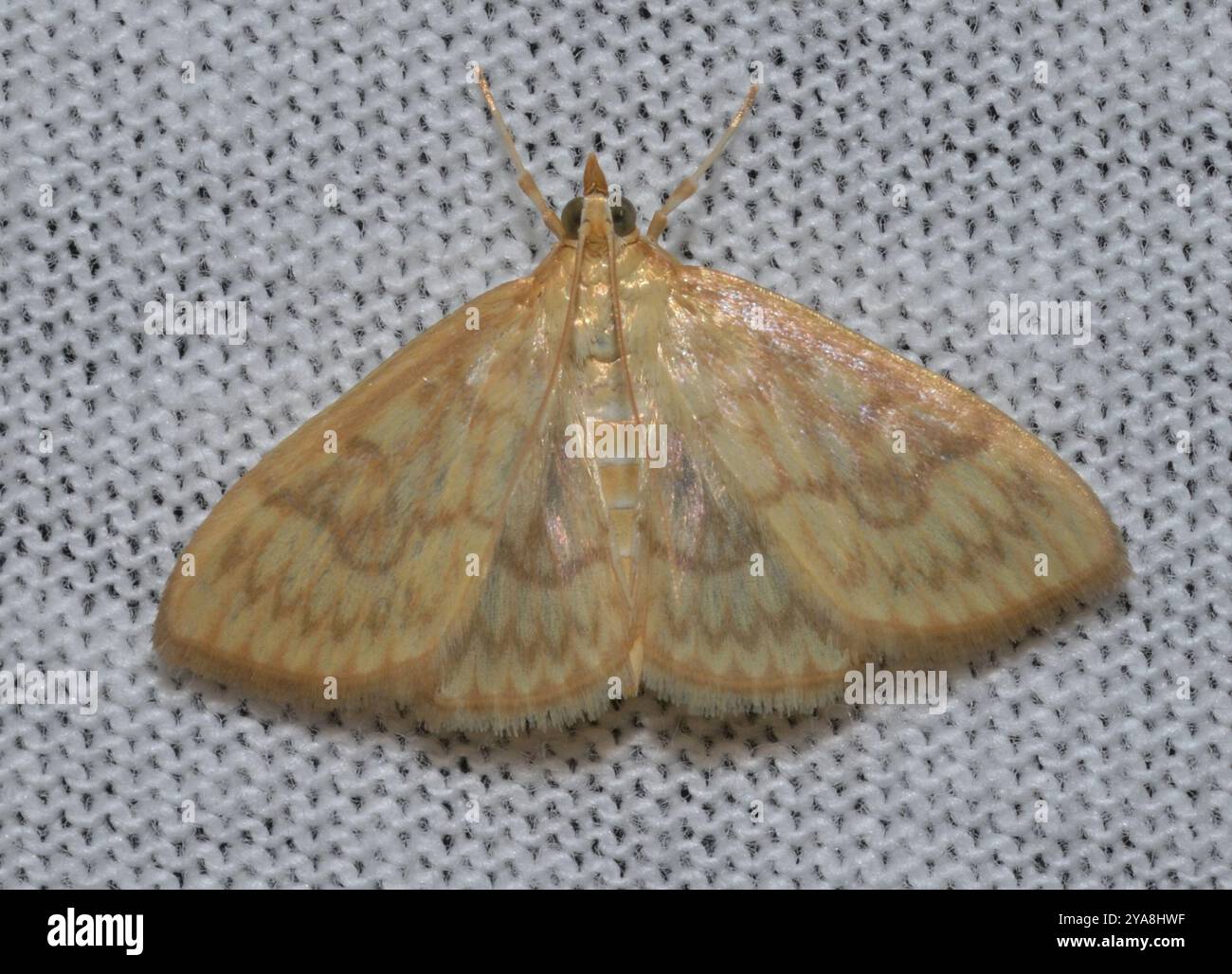 Saw-toothed Crocidophora Moth (Crocidophora serratissimalis) Insecta ...