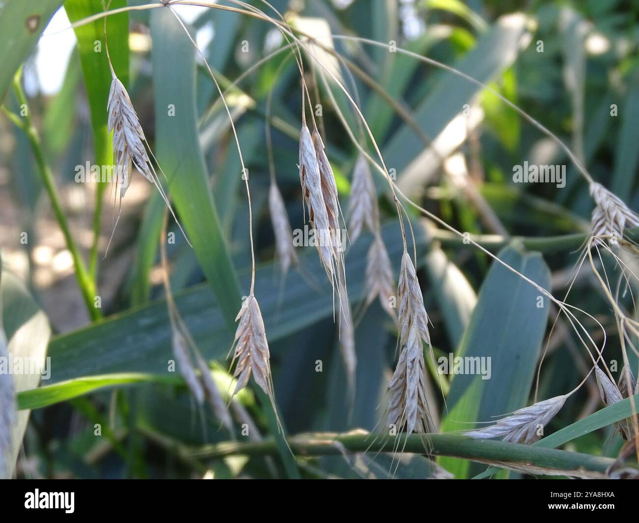 Japanese brome (Bromus japonicus) Plantae Stock Photo - Alamy