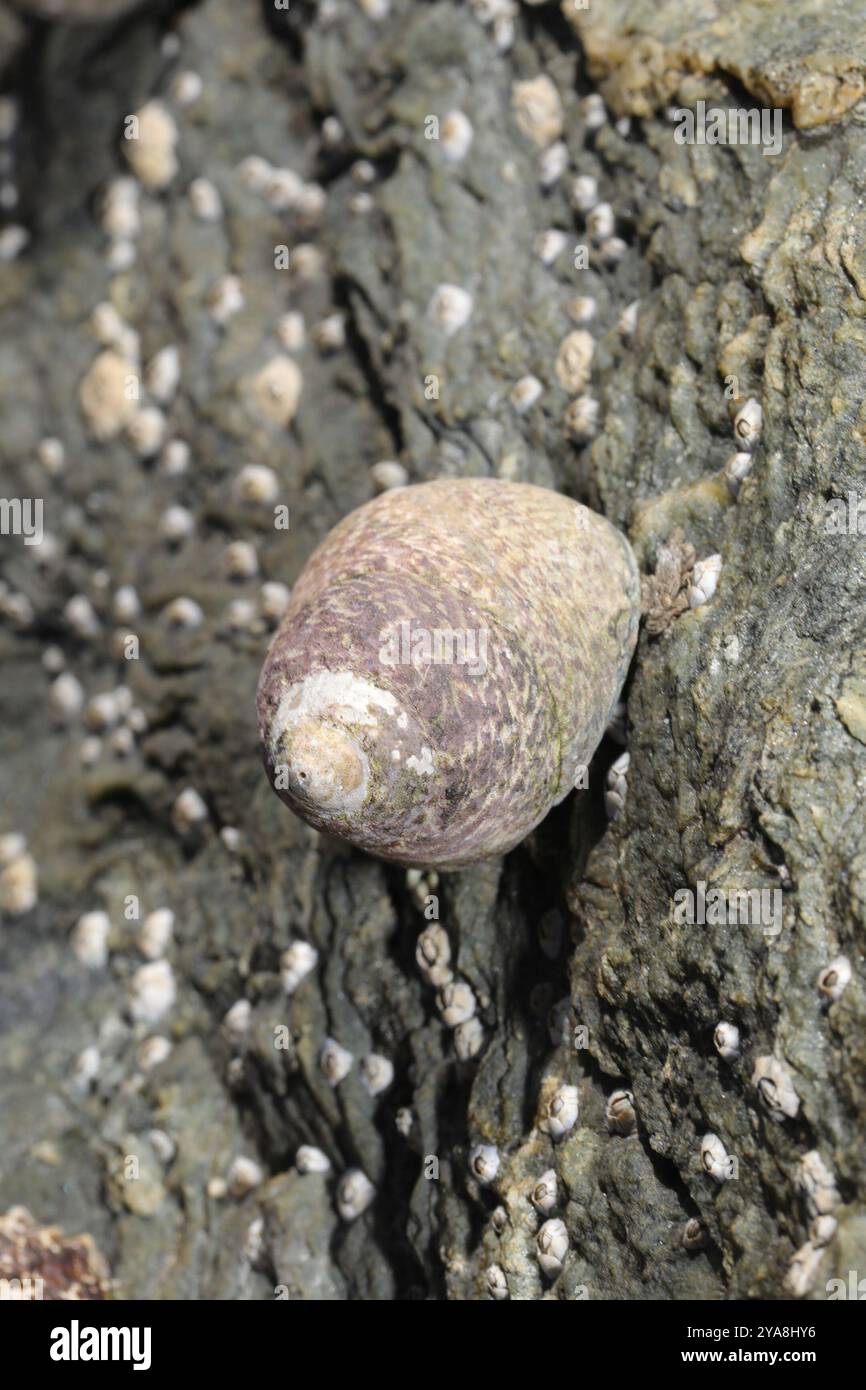 Lined Top Shell (Phorcus lineatus) Mollusca Stock Photo - Alamy