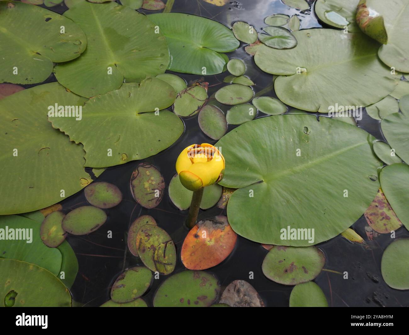 Variegated Yellow Pond-Lily (Nuphar variegata) Plantae Stock Photo - Alamy
