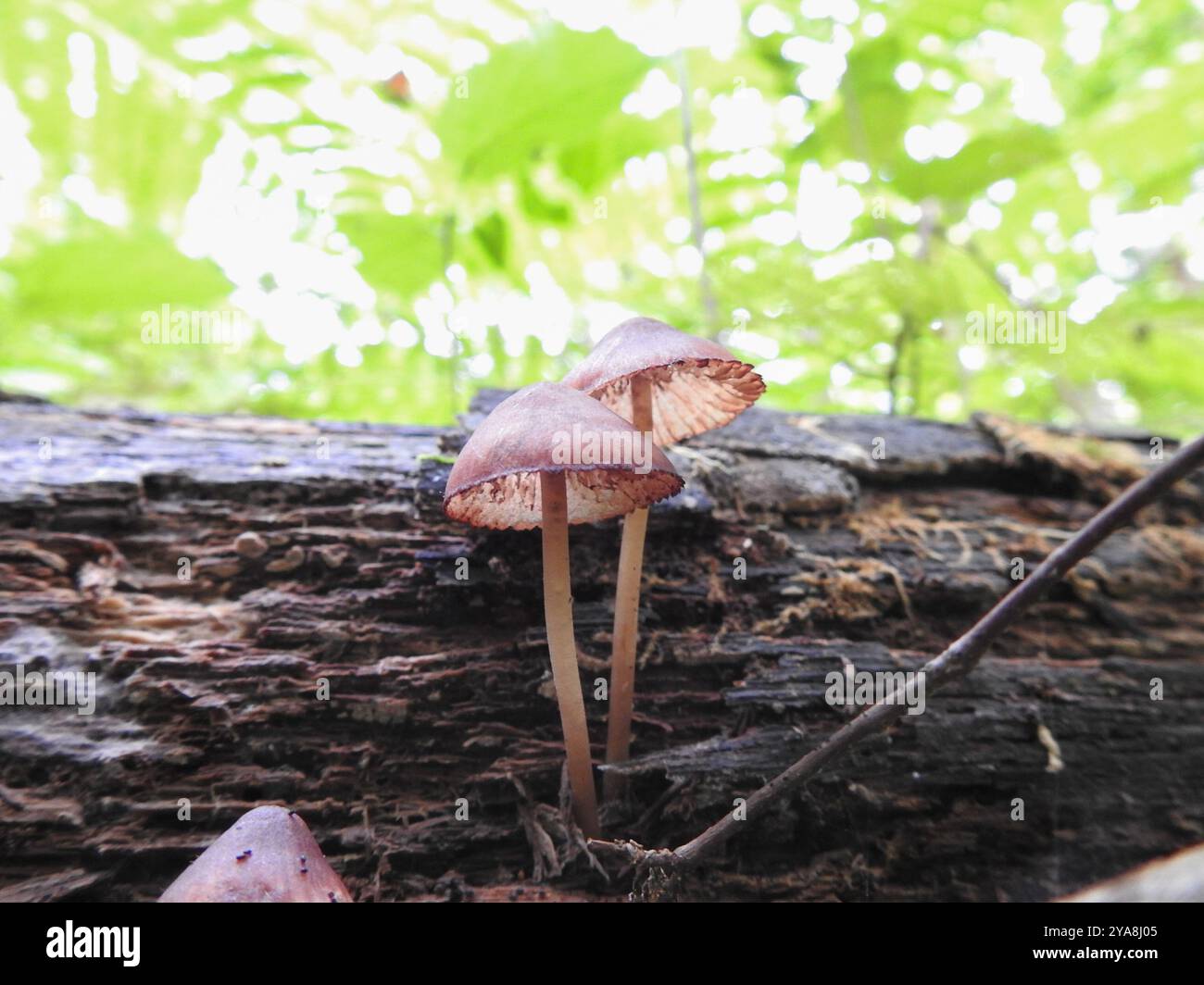 Bleeding Fairy Helmet (Mycena haematopus) Fungi Stock Photo - Alamy