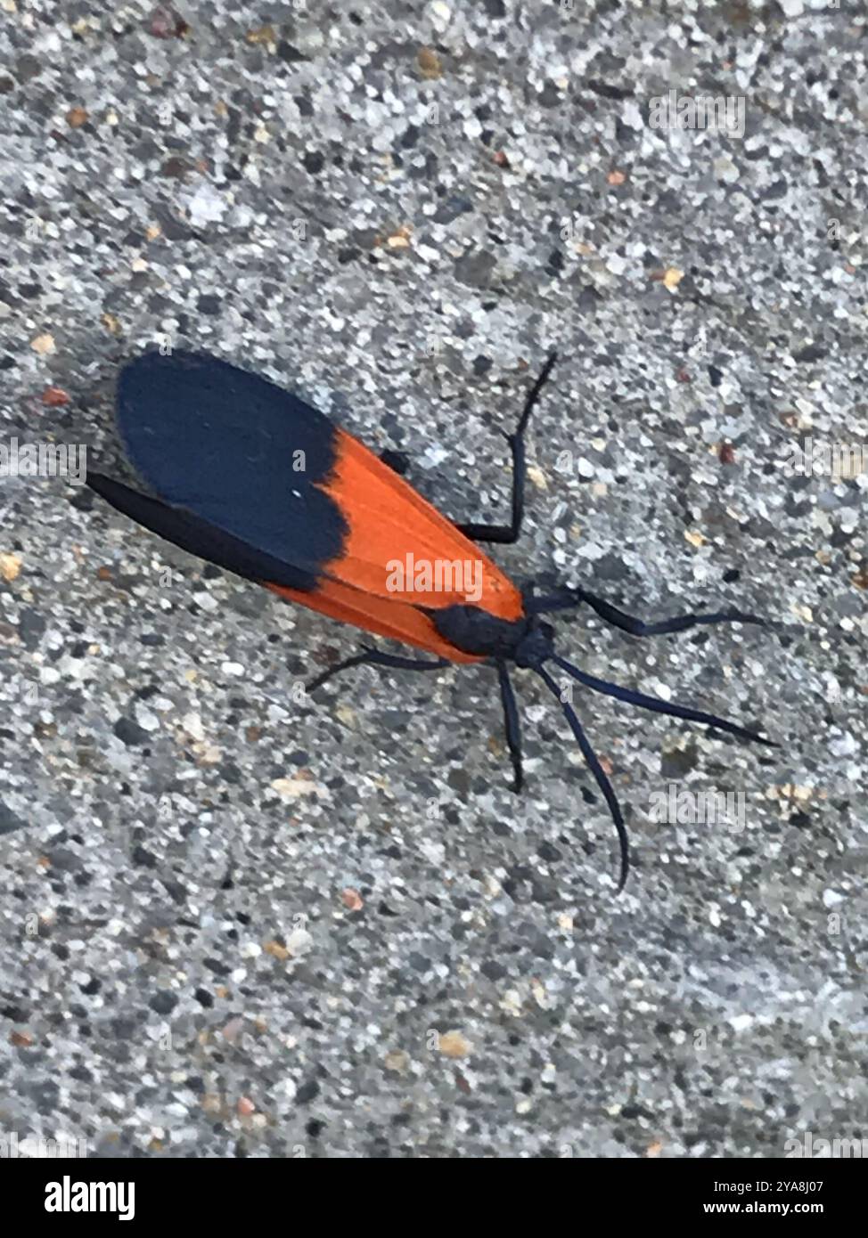 Black-and-yellow Lichen Moth (Lycomorpha pholus) Insecta Stock Photo ...