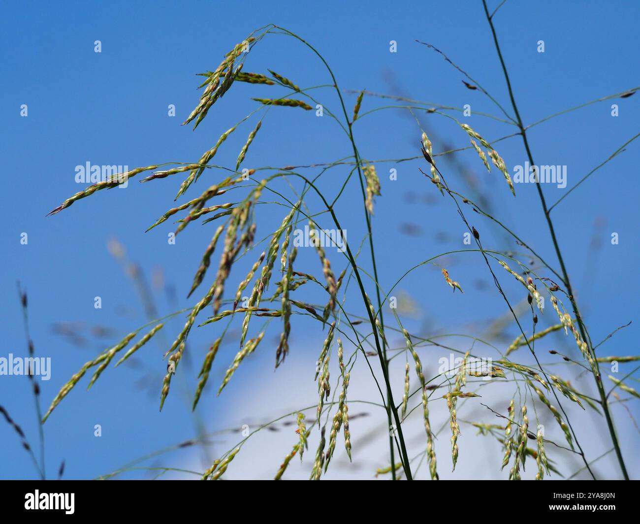 Wild Sorghum (Sorghum bicolor verticilliflorum) Plantae Stock Photo - Alamy