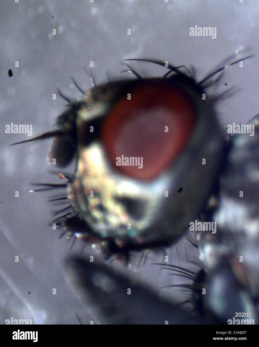 Root-maggot Flies (Anthomyiidae) Insecta Stock Photo - Alamy