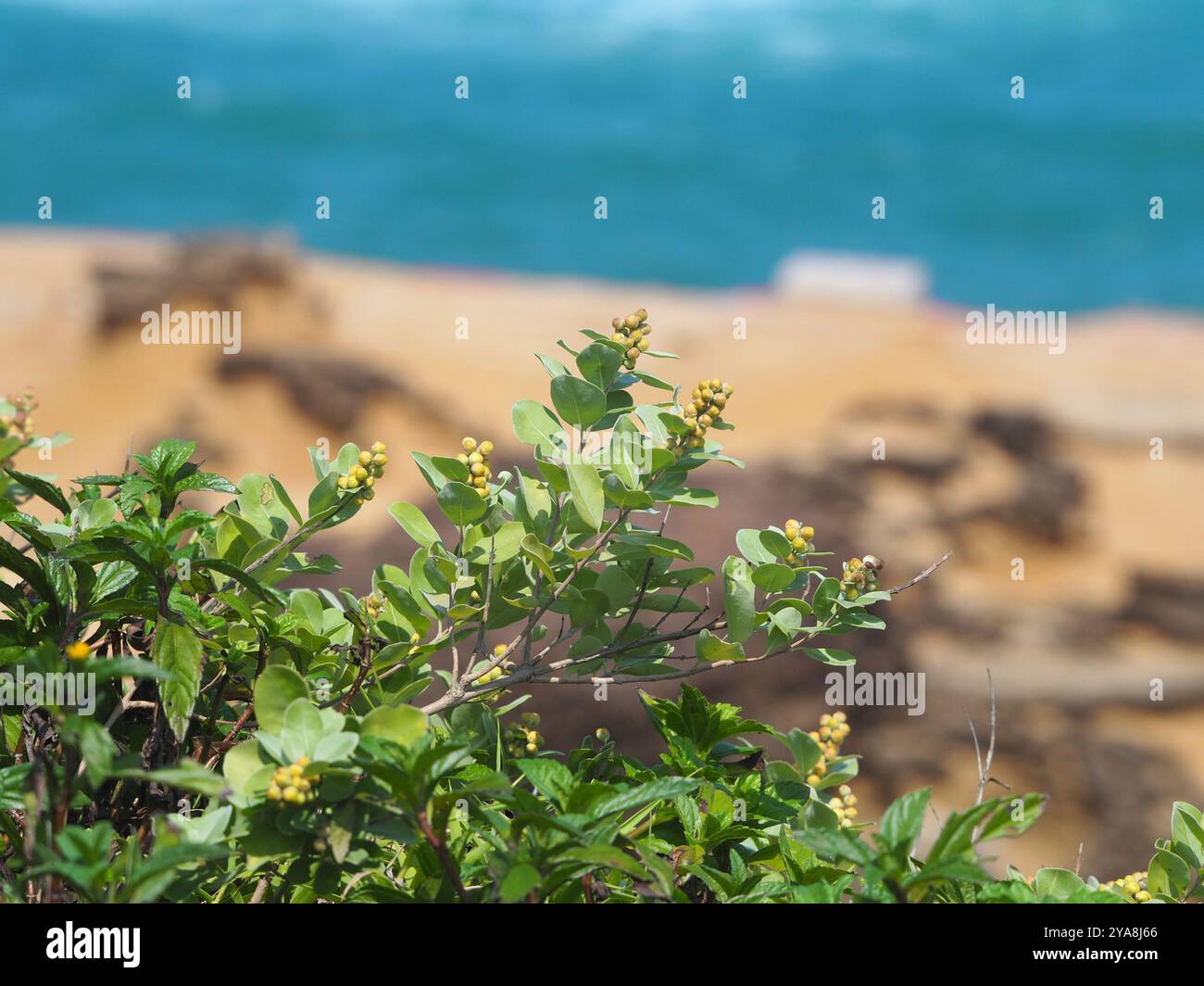 Beach Vitex (Vitex rotundifolia) Plantae Stock Photo - Alamy