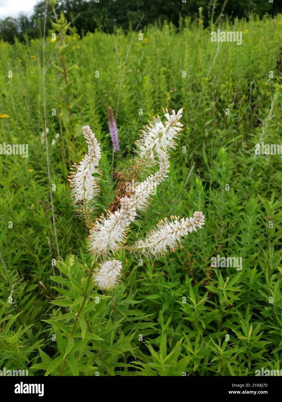 Culver's root (Veronicastrum virginicum) Plantae Stock Photo - Alamy