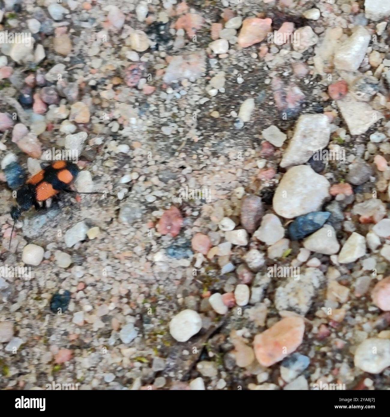 Big-cross Holy Ground Beetle (Panagaeus cruxmajor) Insecta Stock Photo ...
