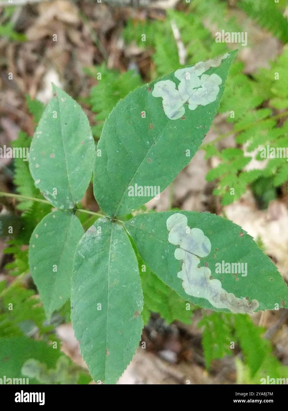 Pecan Leafminer Moth (Cameraria caryaefoliella) Insecta Stock Photo - Alamy