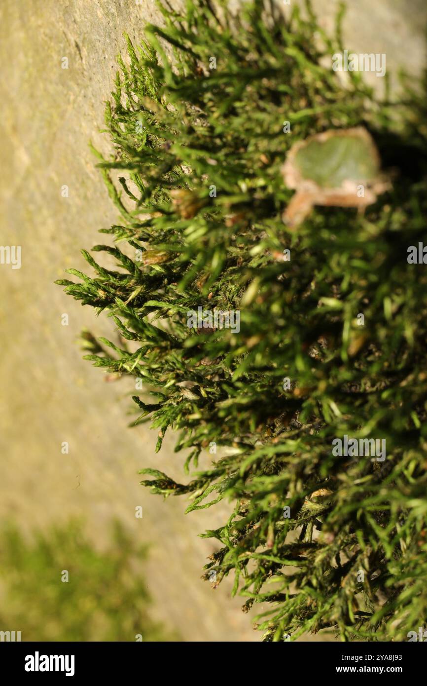 Lateral Cryphaea (Cryphaea heteromalla) Plantae Stock Photo - Alamy