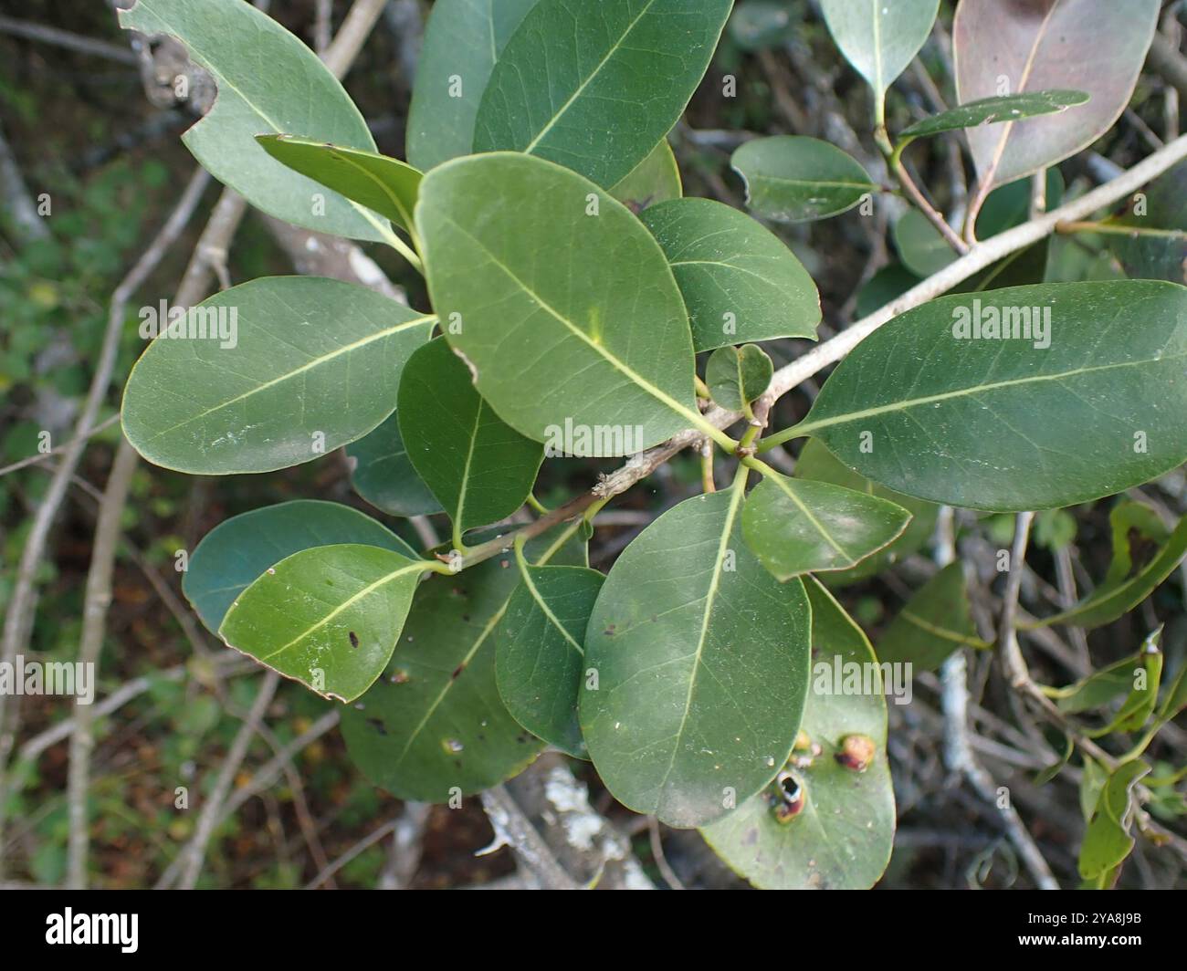 Sideroxylon milkwood hi-res stock photography and images - Alamy