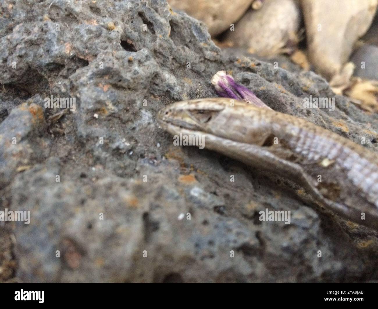 Alligator lizards hi-res stock photography and images - Alamy