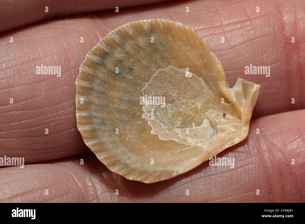 Variegated Scallop (Mimachlamys varia) Mollusca Stock Photo - Alamy