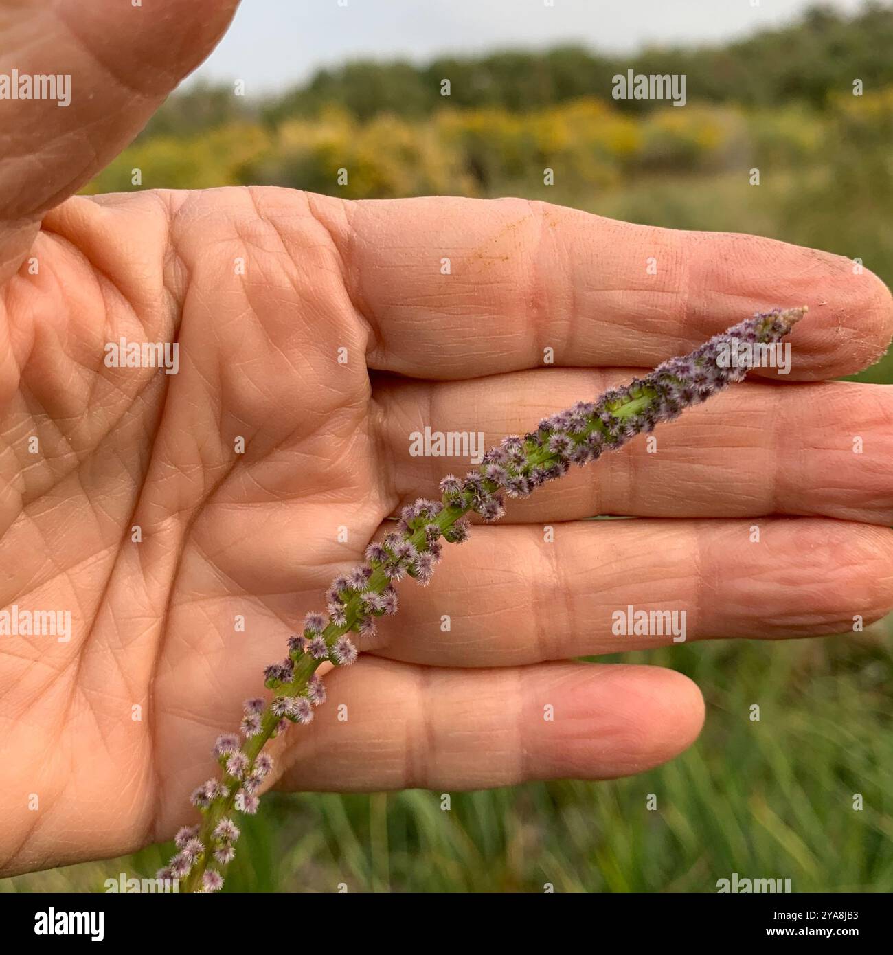 common arrowgrass (Triglochin maritima) Plantae Stock Photo - Alamy