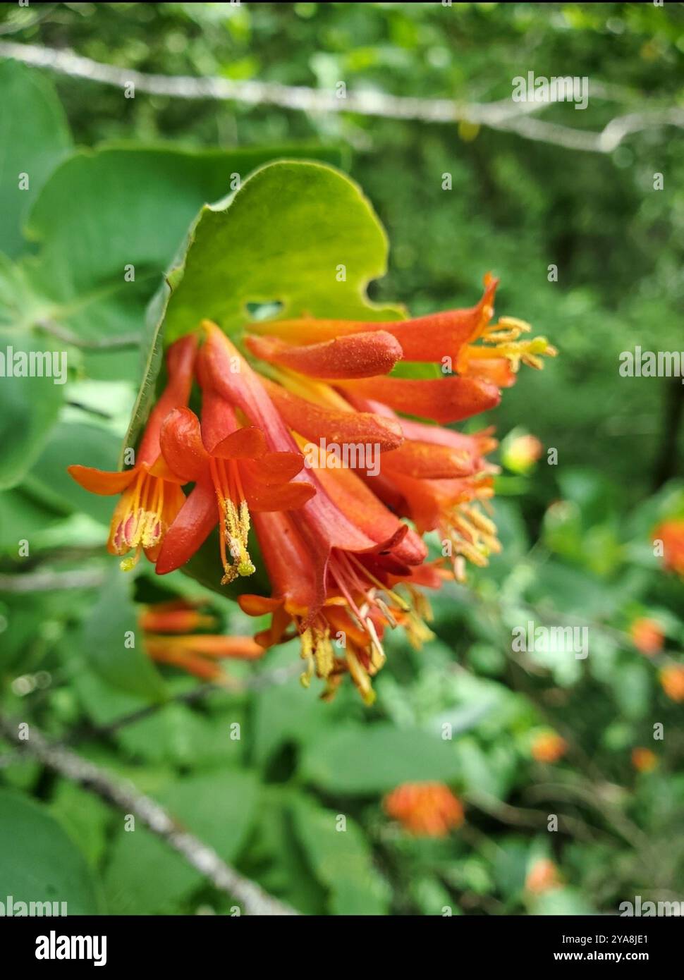 orange honeysuckle (Lonicera ciliosa) Plantae Stock Photo - Alamy