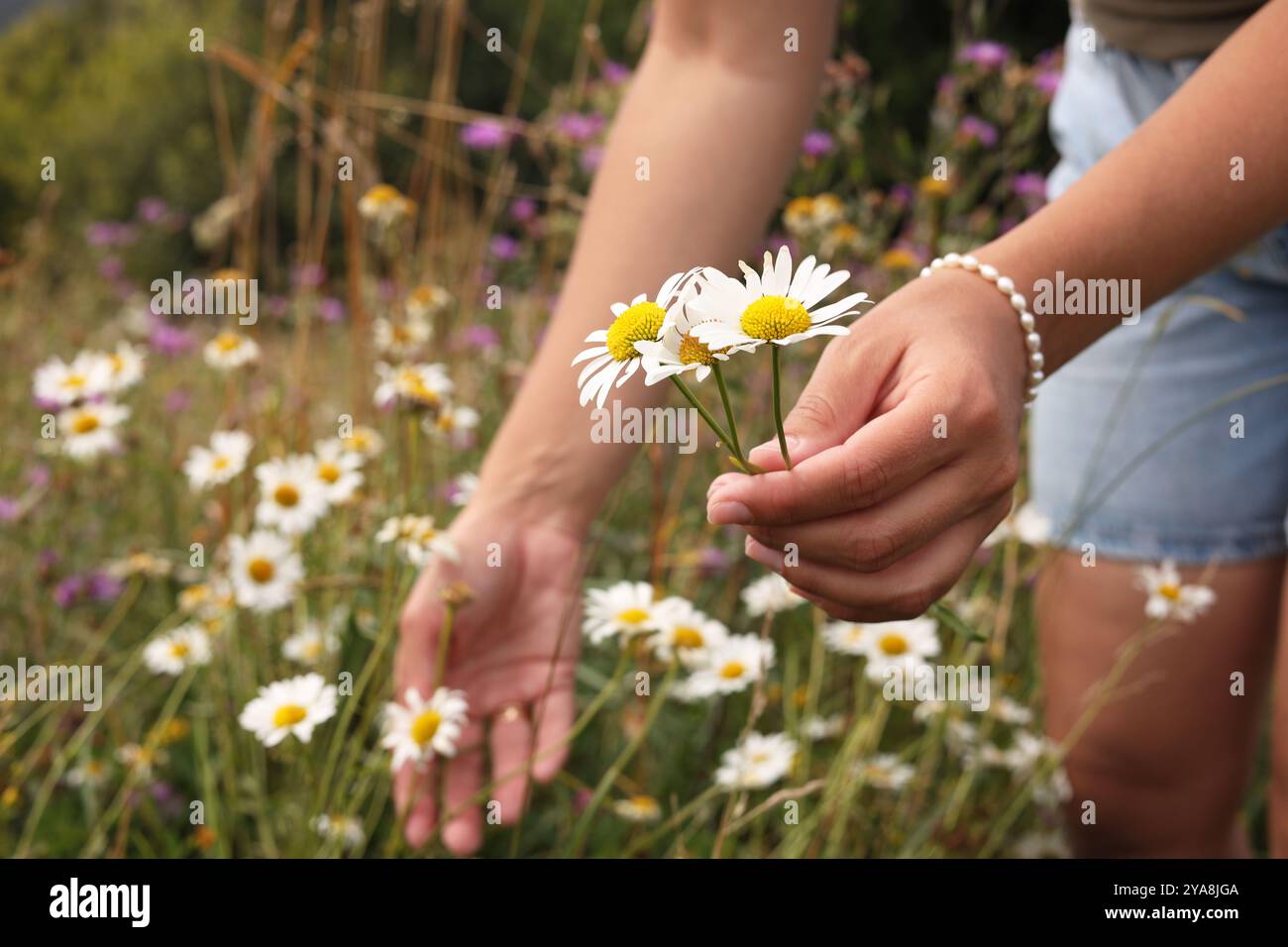 Woman chamomile herb pick hi-res stock photography and images - Alamy
