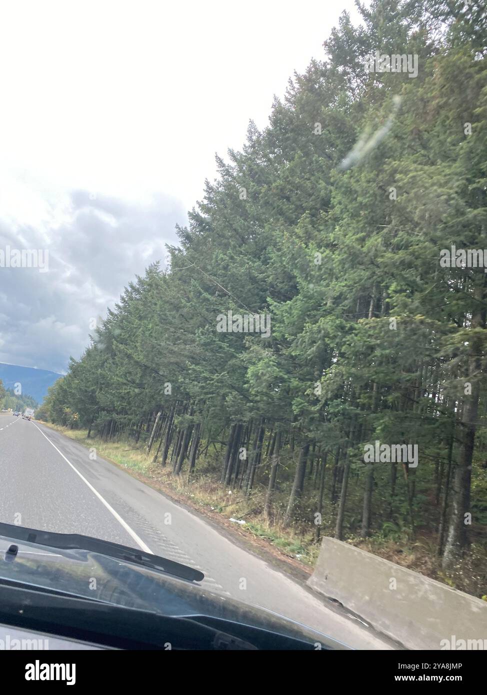 pines, spruces, larches, and allies (Pinoideae) Plantae Stock Photo - Alamy
