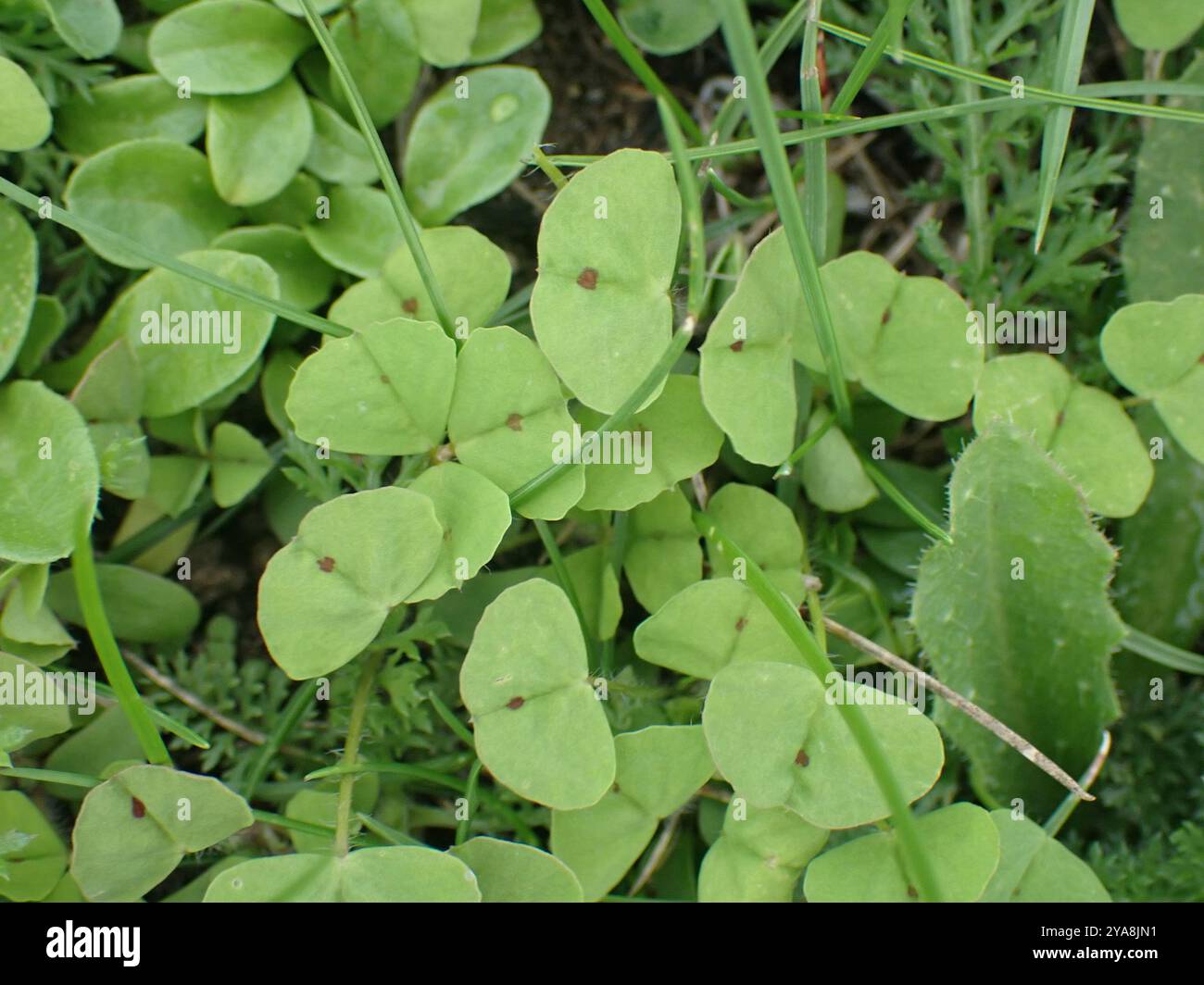 Spotted medick (Medicago arabica) Plantae Stock Photo - Alamy