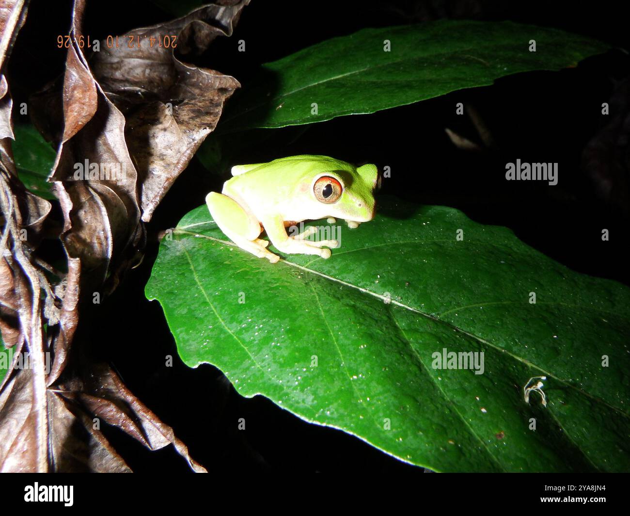 Natal Forest Tree Frog (Leptopelis natalensis) Amphibia Stock Photo - Alamy
