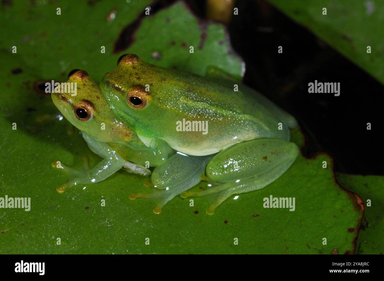 Water Lily Reed Frog (Hyperolius pusillus) Amphibia Stock Photo - Alamy