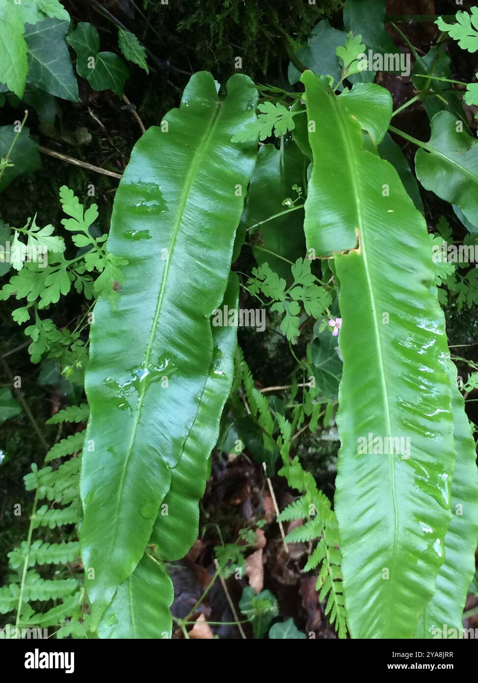 Hart's-tongue fern (Asplenium scolopendrium) Plantae Stock Photo - Alamy