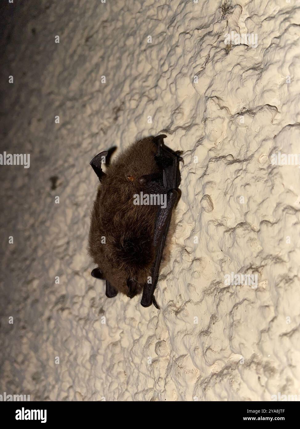 Nycteribiid bat flies (Nycteribiidae) Insecta Stock Photo - Alamy