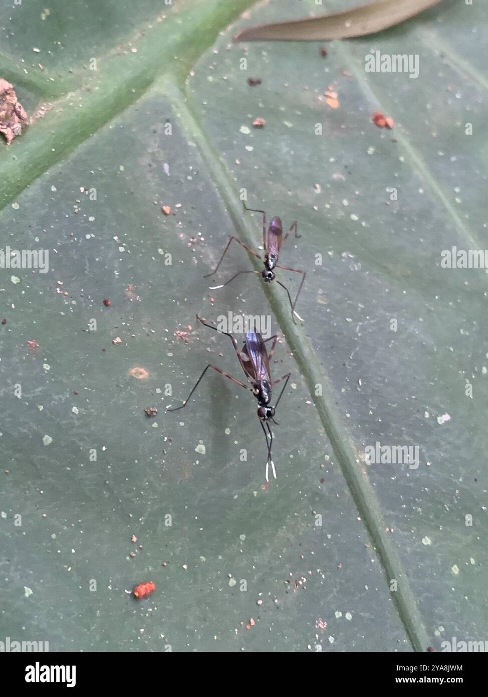 Stilt-legged Flies (Micropezidae) Insecta Stock Photo - Alamy