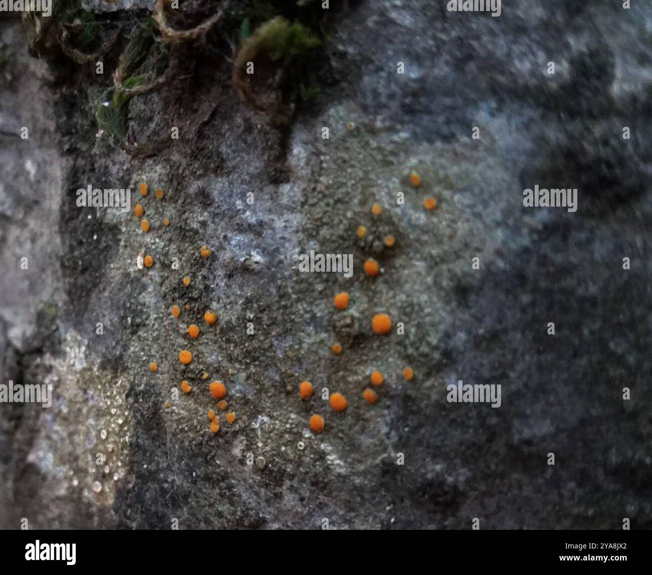 Firedot Lichen (Athallia holocarpa) Fungi Stock Photo - Alamy