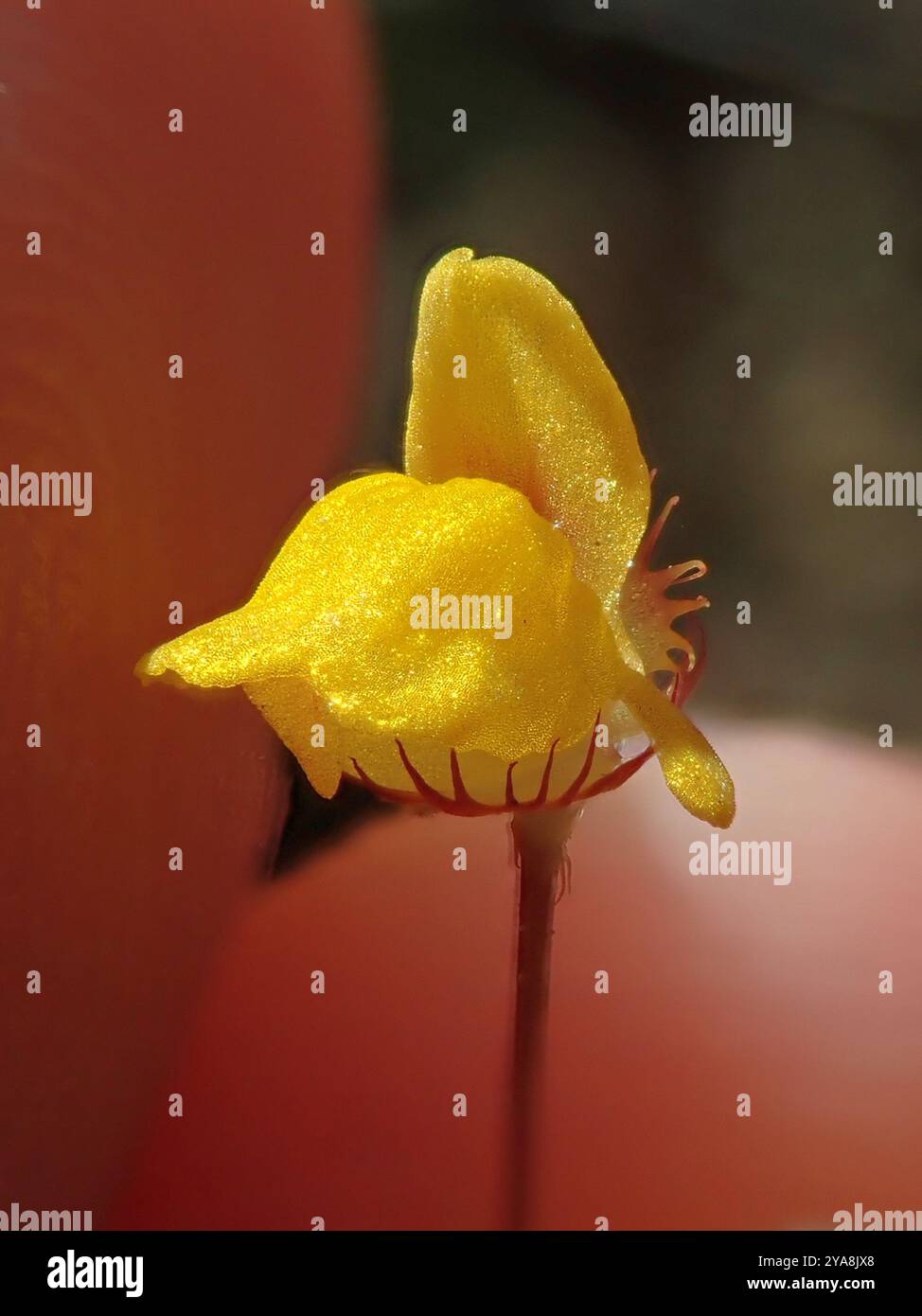 Fringed Bladderwort (Utricularia simulans) Plantae Stock Photo - Alamy