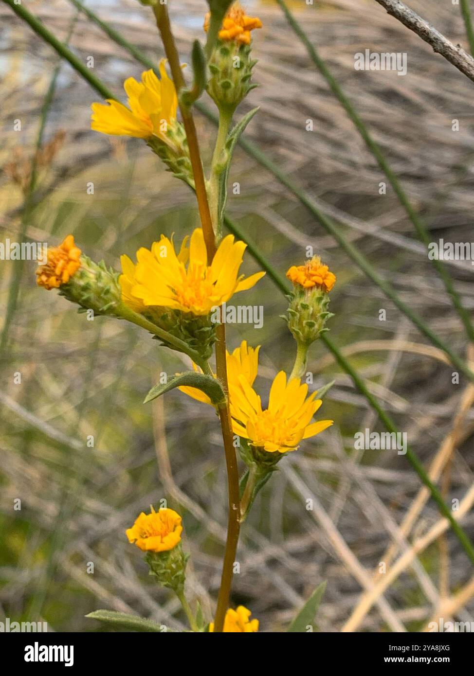 clustered goldenweed (Pyrrocoma racemosa) Plantae Stock Photo - Alamy