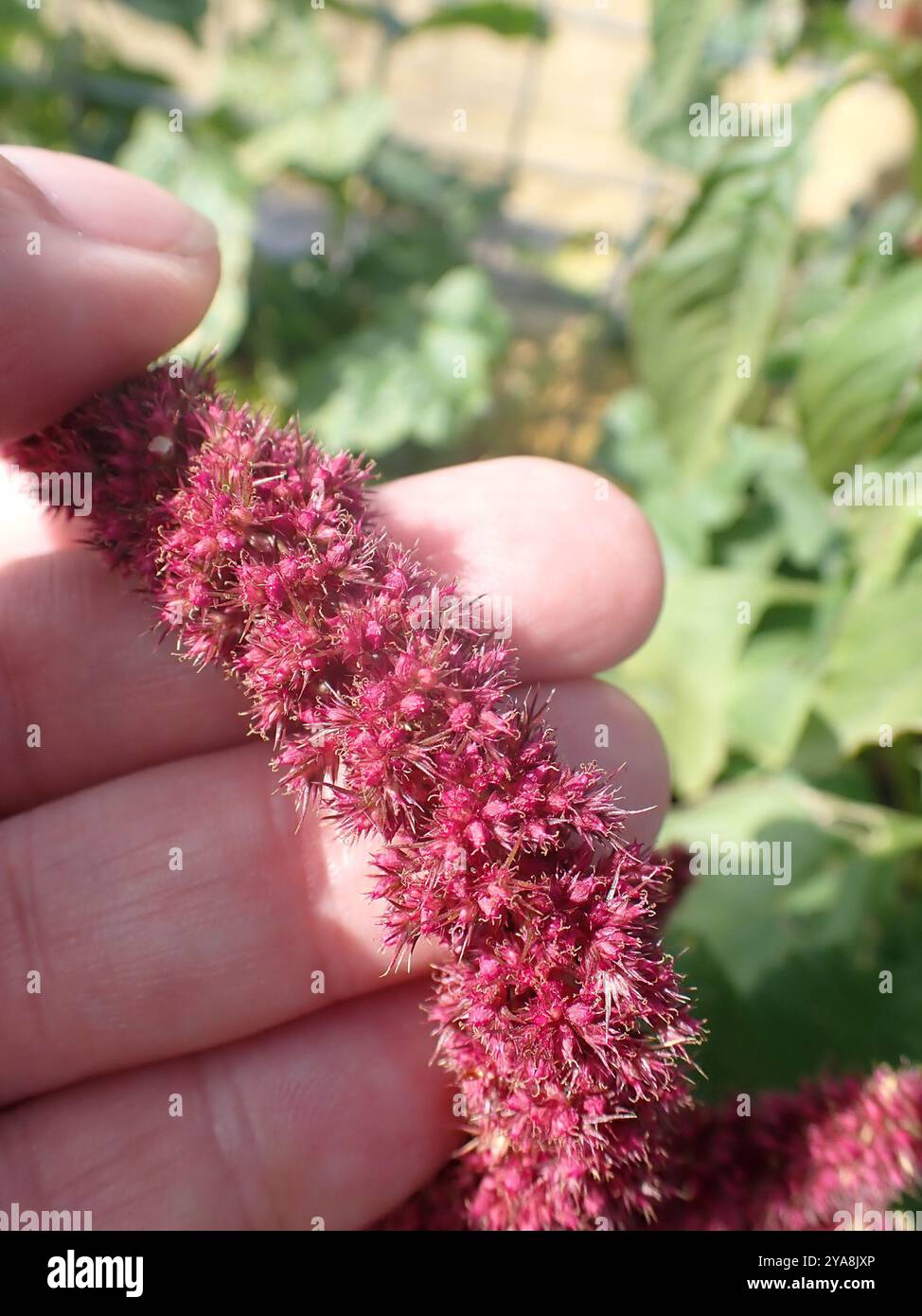 prince's-feather (Amaranthus hypochondriacus) Plantae Stock Photo - Alamy
