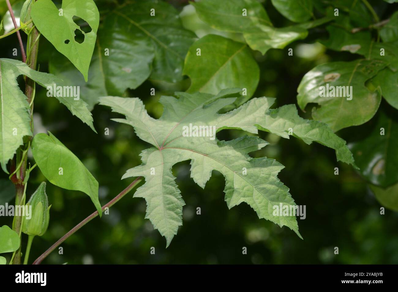 Aibika (Abelmoschus manihot) Plantae Stock Photo - Alamy