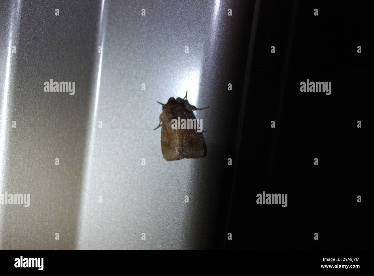 Cutworms and Dart Moths (Noctuinae) Insecta Stock Photo - Alamy