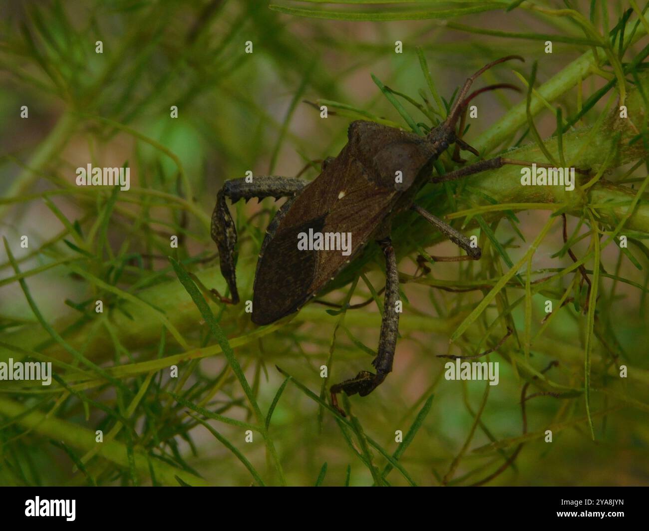 Florida leaf footed bug hi-res stock photography and images - Alamy