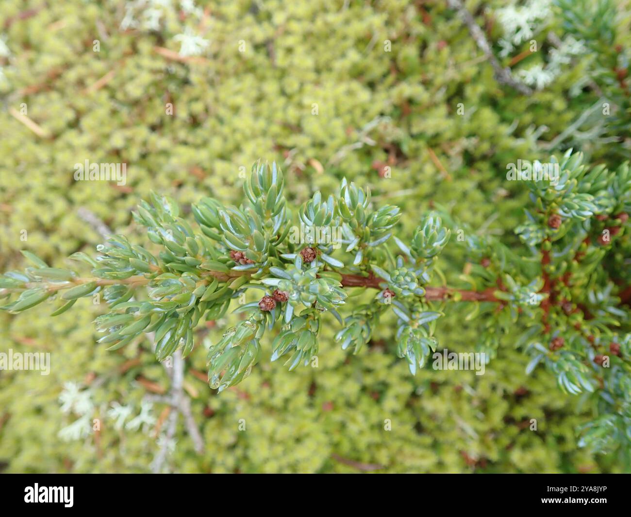 common juniper (Juniperus communis) Plantae Stock Photo - Alamy