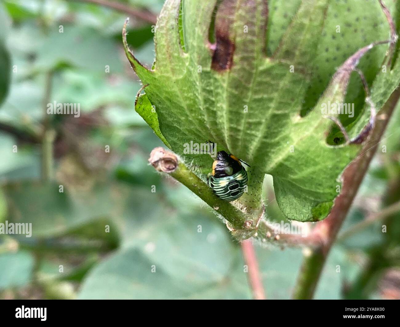Green Stink Bug (Chinavia hilaris) Insecta Stock Photo - Alamy