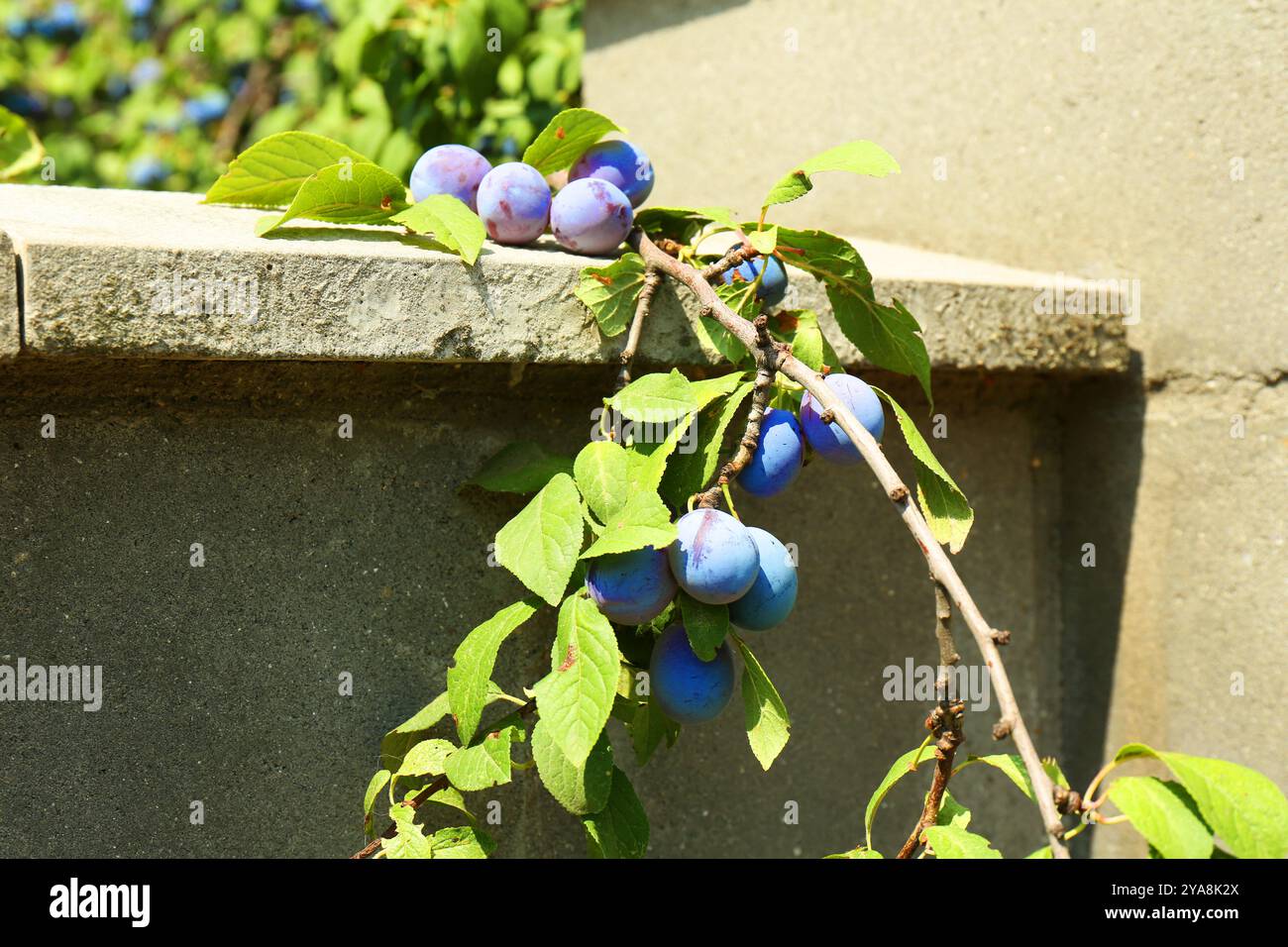 Tree growing over fence hi-res stock photography and images - Alamy