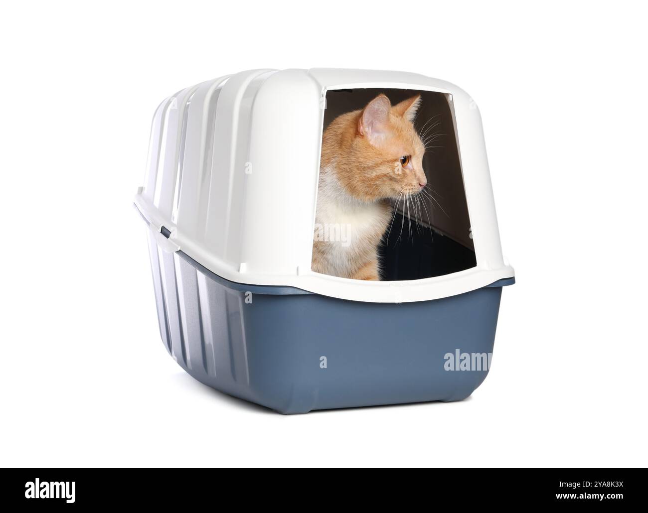 Cute ginger cat in litter box on white background Stock Photo - Alamy