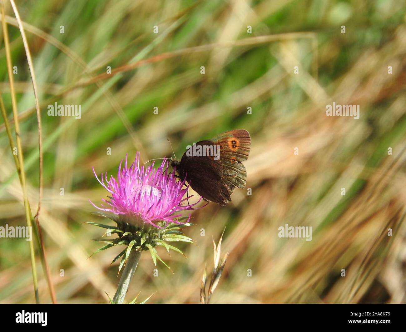 Scotch Argus (Erebia aethiops) Insecta Stock Photo - Alamy