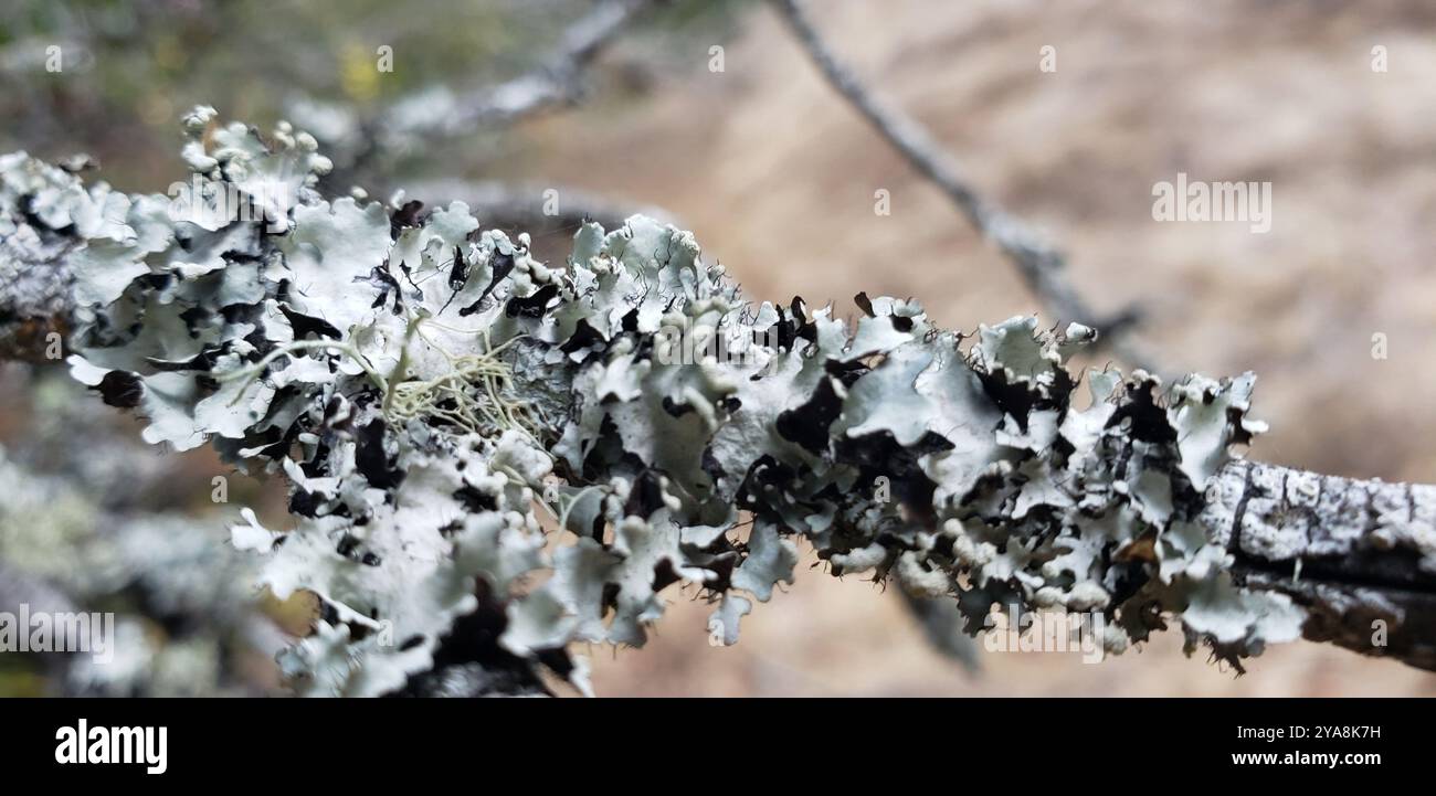 Ruffle Lichens (Parmotrema) Fungi Stock Photo - Alamy